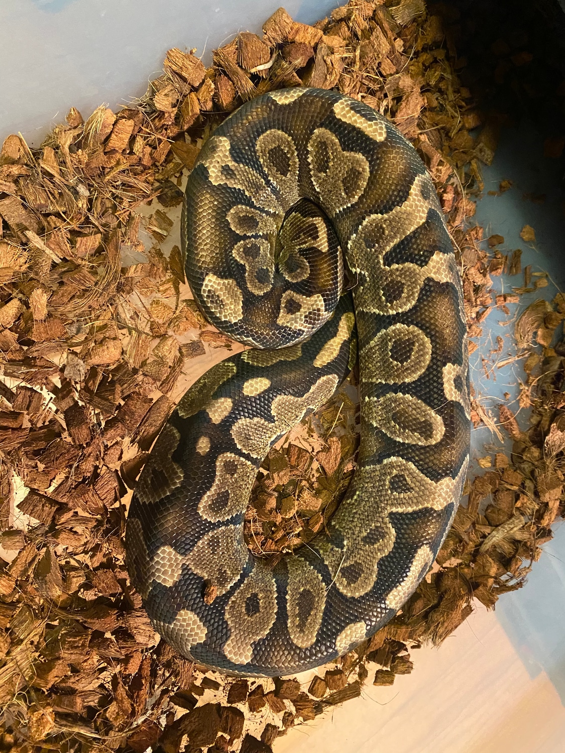 Goblin (YB) Yellow Belly Proven Breeder Ball Python by Finest Royal ...