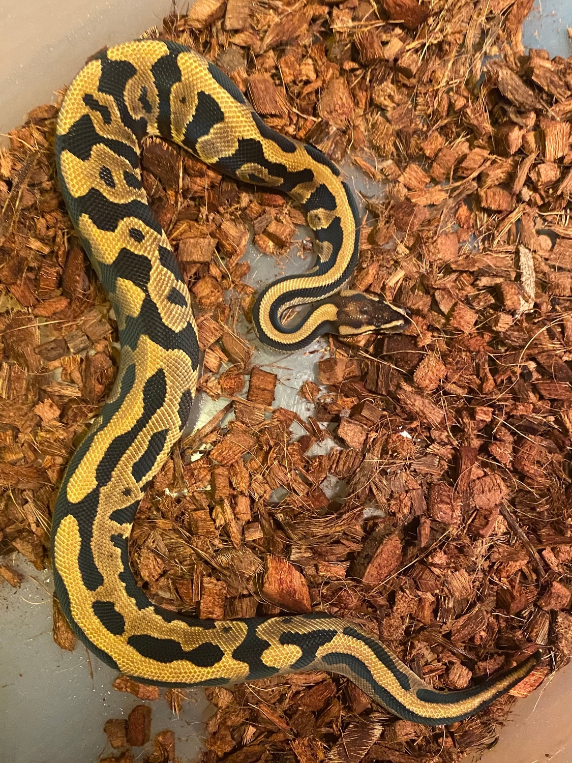 Leopard Yellow Belly Blade 100% Het Clown 550 Grams Ball Python by ...