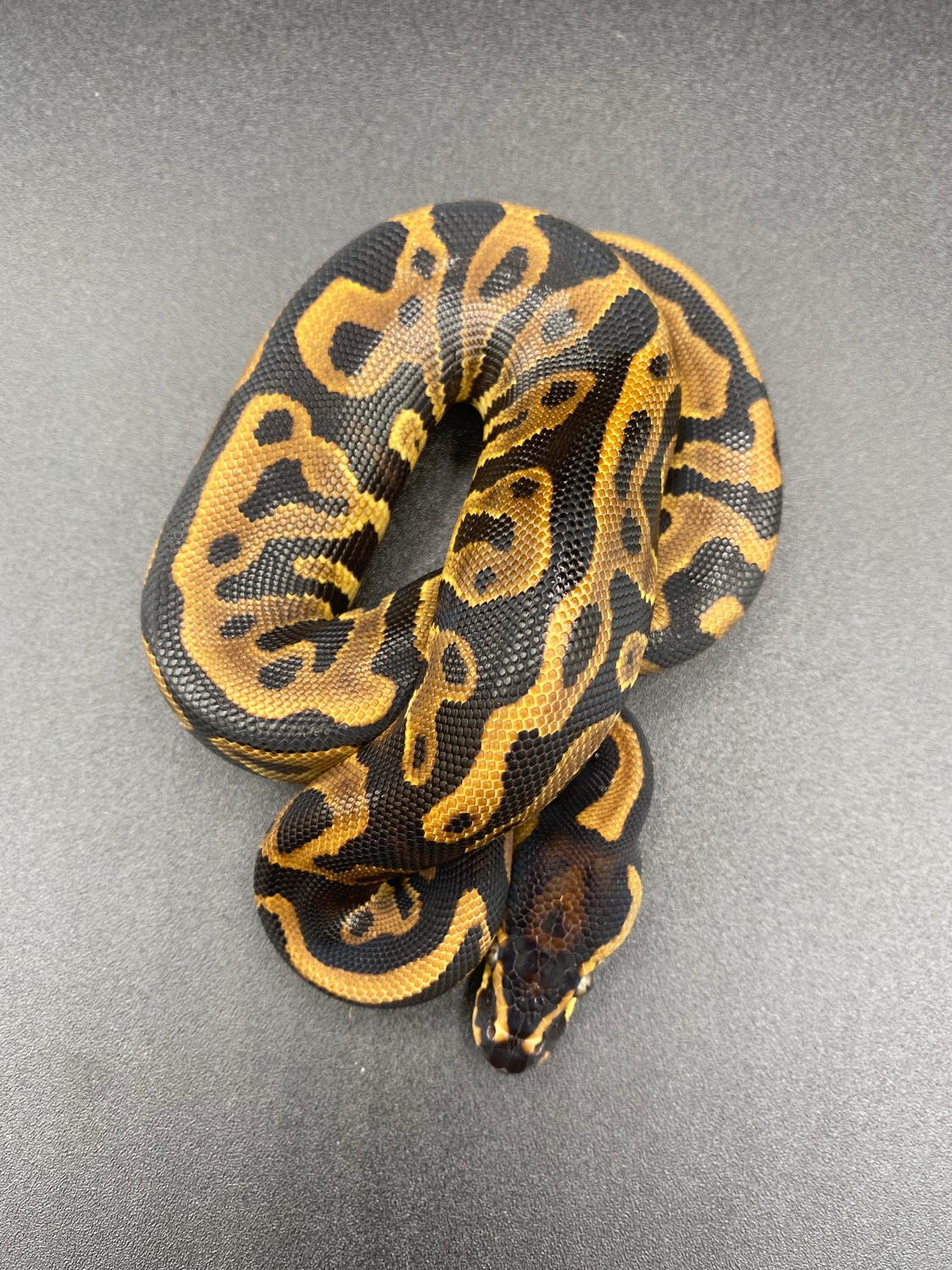 Leopard Yellow Belly 100% Het Piebald Ball Python by Finest Royal ...