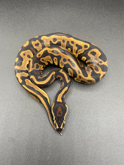 Leopard Yellow Belly 100% Het Piebald Ball Python by Finest Royal Exotics
