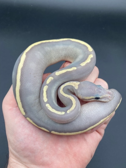 GHI Mojave Yellow Belly Ghost/ Hypo Ball Python by Finest Royal Exotics ...