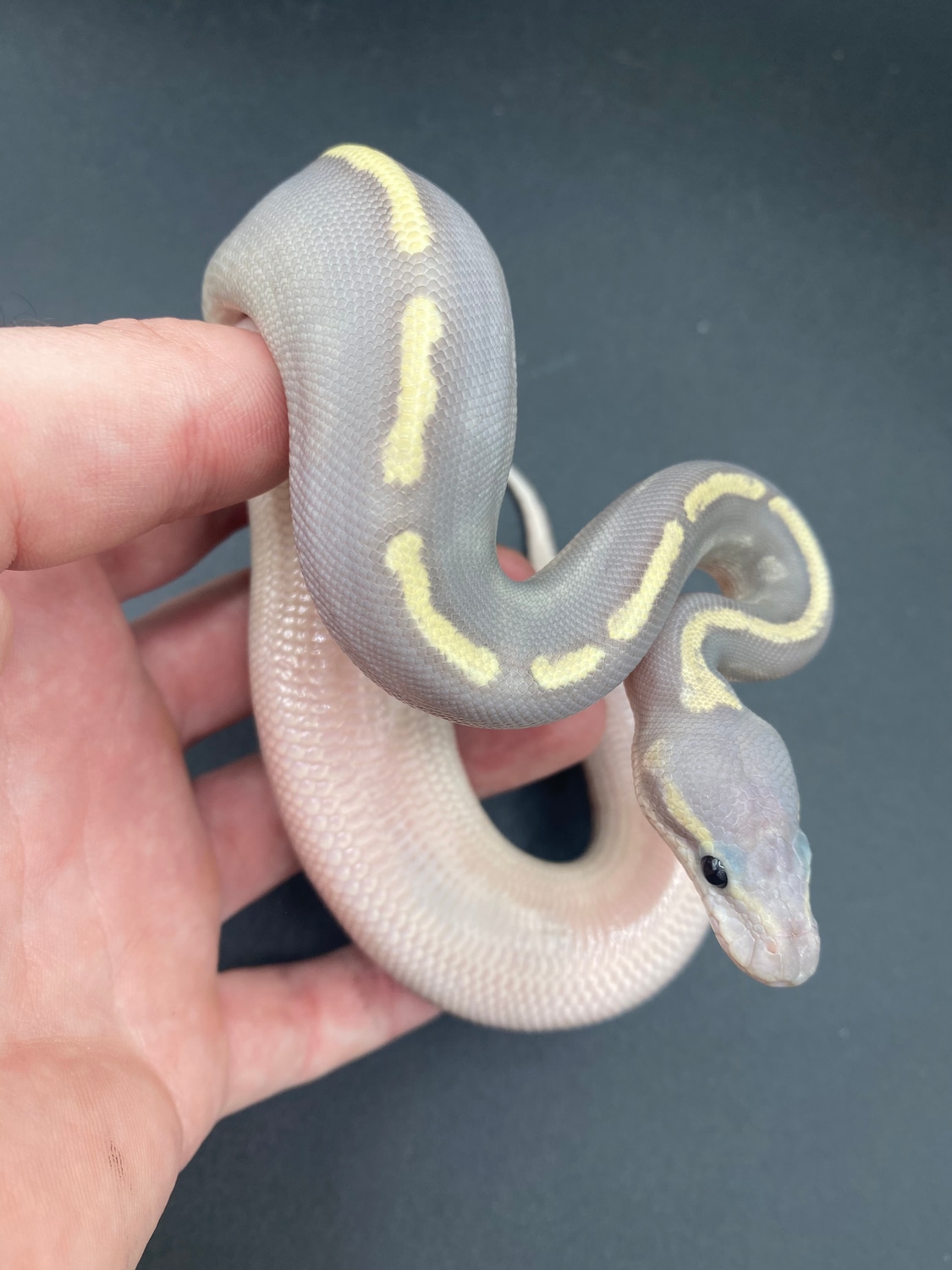 GHI Mojave Yellow Belly Ghost/ Hypo Ball Python by Finest Royal Exotics ...