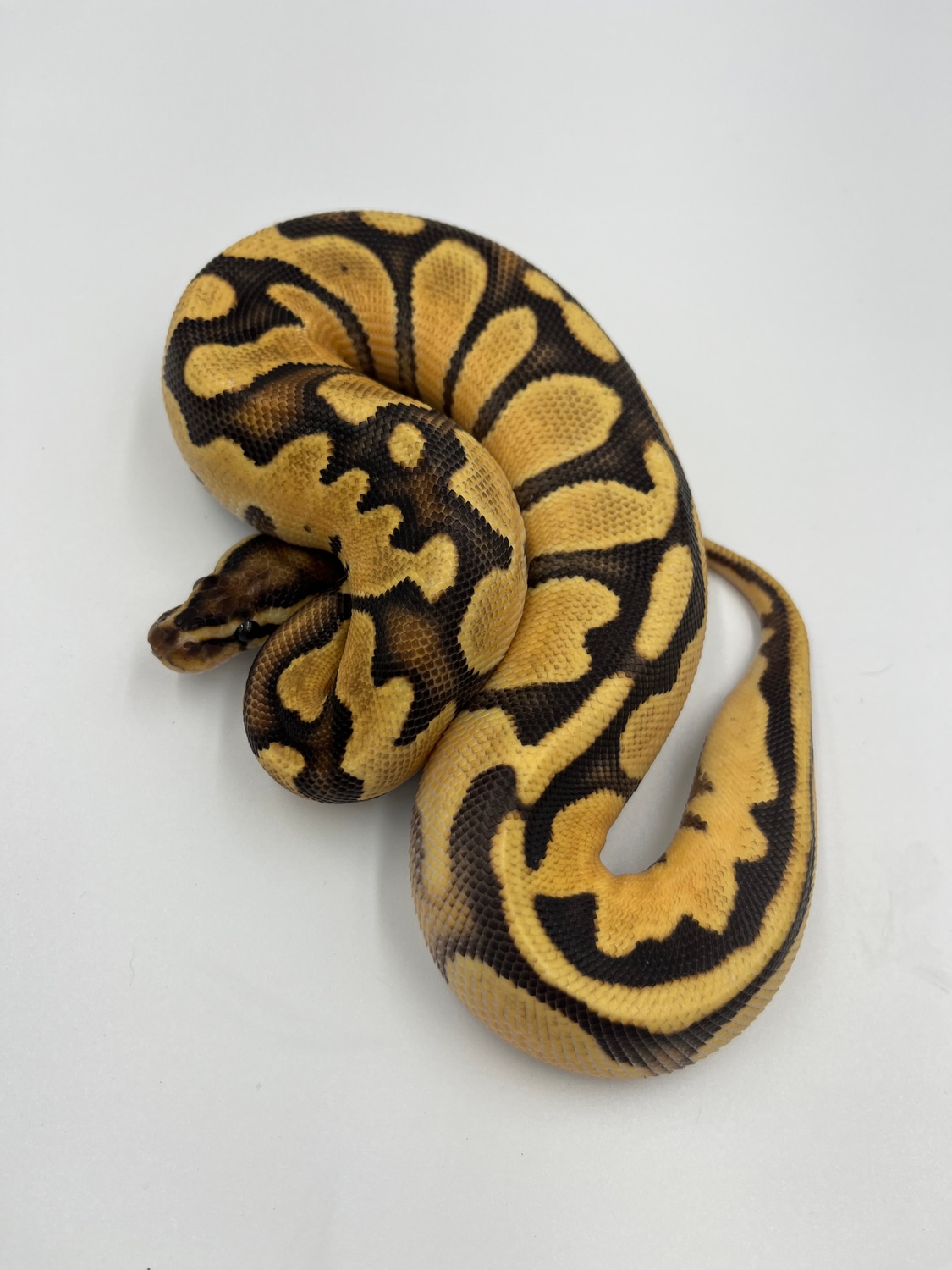 Orange Dream Fire Yellow Belly Het Desert Ghost Ball Python by Finest ...
