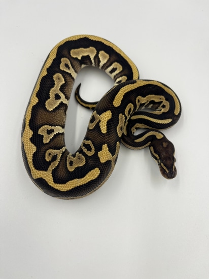 Leopard Mojave Red Gene Yellow Belly Ball Python by Finest Royal Exotics