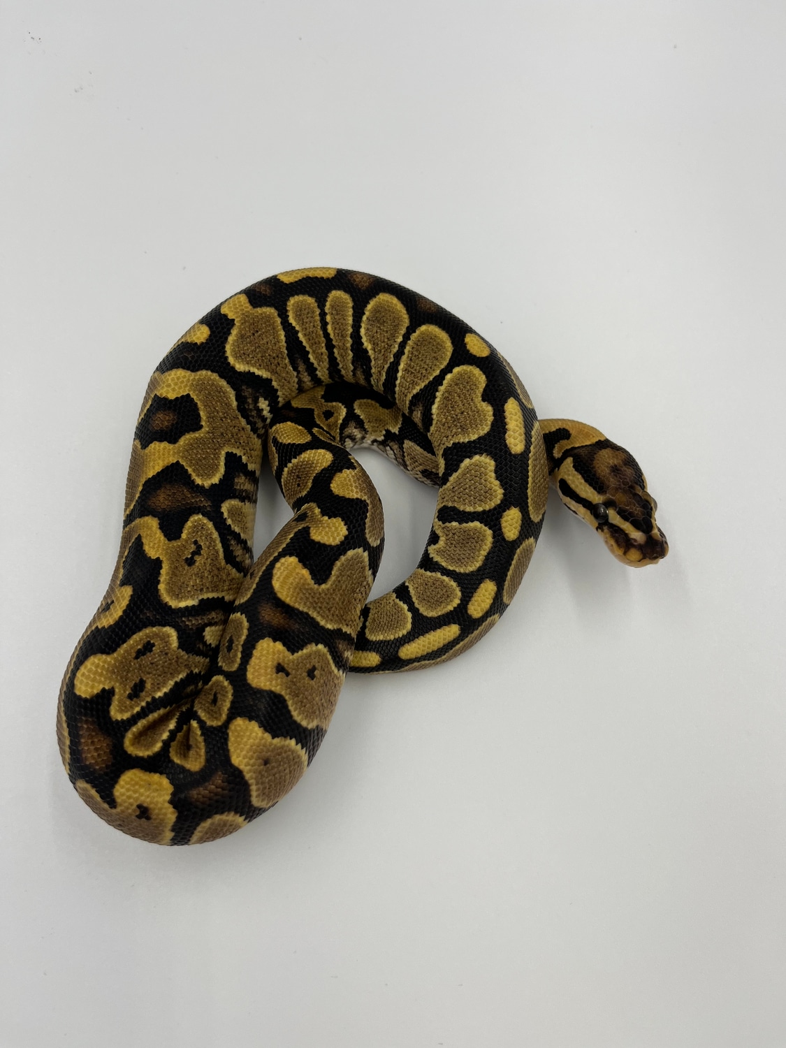 Yellow Belly Het Clown Female Ball Python by Finest Royal Exotics ...