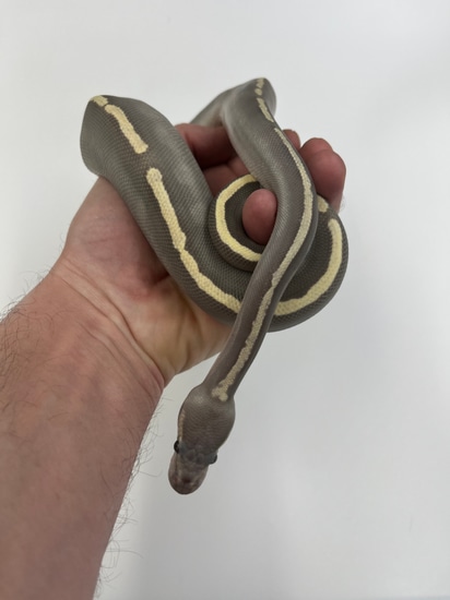 GHI Mojave Yellow Belly Ghost/ Hypo Female Ball Python by Finest Royal ...