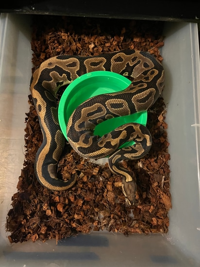 Leopard Adult Female Ball Python by Finest Royal Exotics