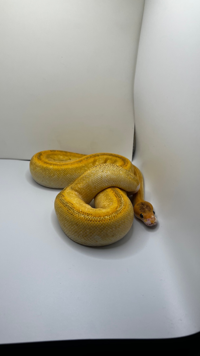 Champagne Honey Yb/ Asphalt Het Pied Ball Python by Chicago Reptiles ...