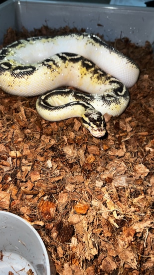 Pastel Freeway 100% Het Pied Ball Python by Chicago Reptiles