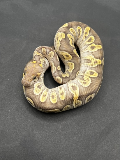 GHI Mojave Clown Ball Python by Chicago Reptiles