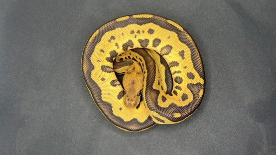 Leopard Clown Ball Python by Chicago Reptiles