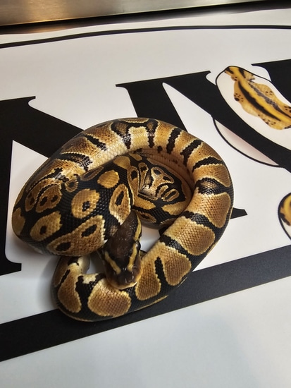 DH Sunset Clown Ball Python by PNW Reptilez