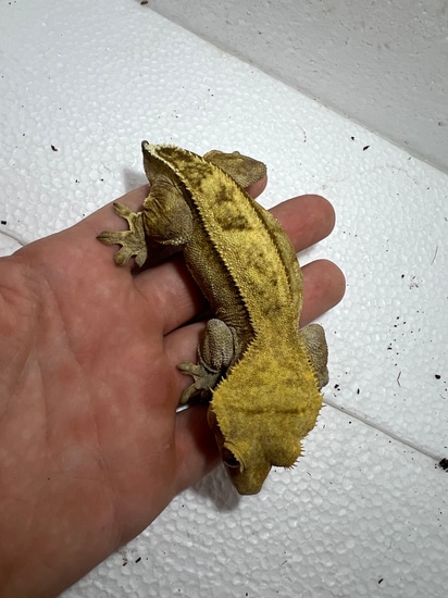 RTB Super Stripe Female Crested Gecko by Bryan’s arboreals