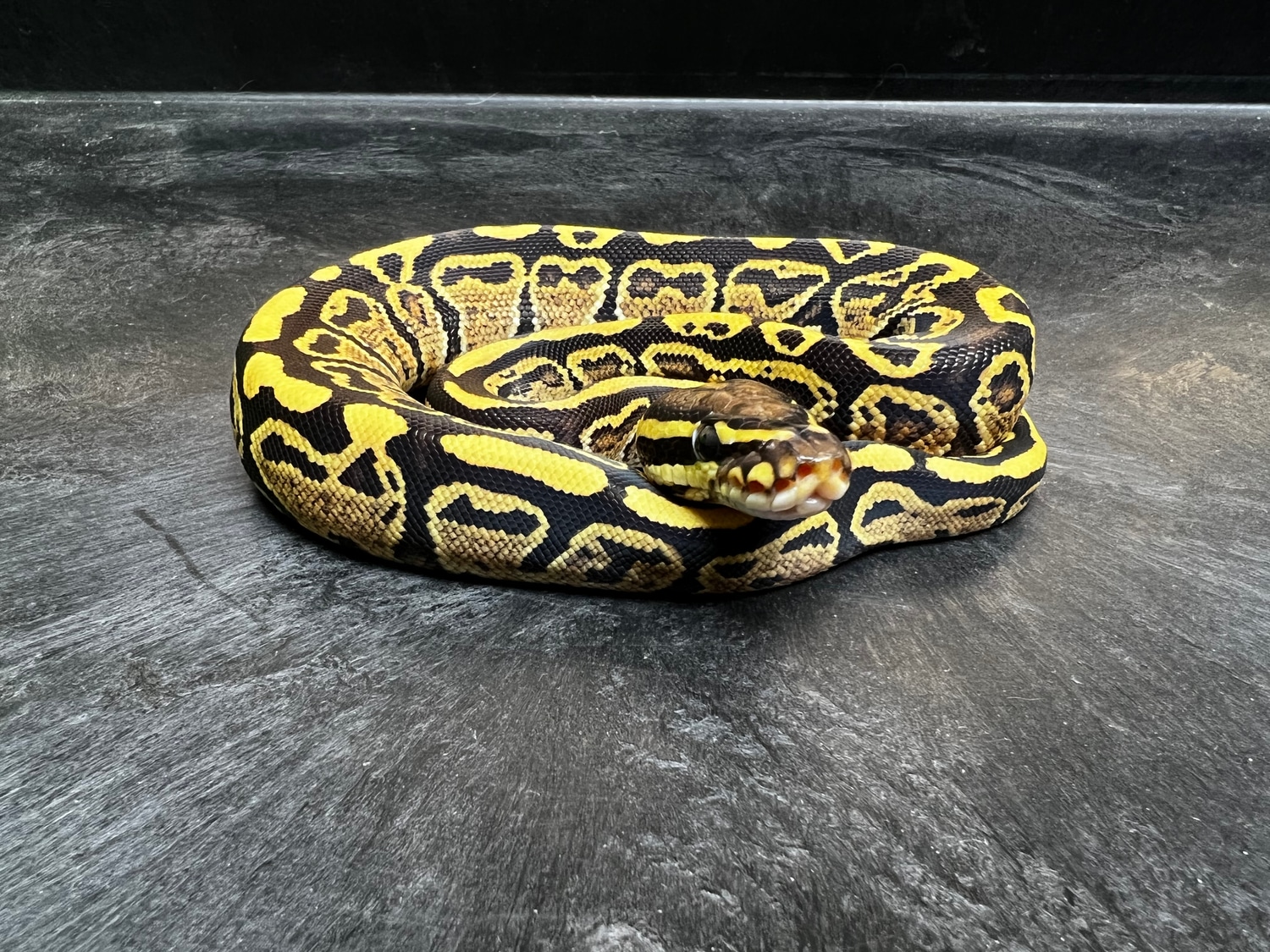 Lucifer Hurricane Ball Python By Twisted Morphs Morphmarket