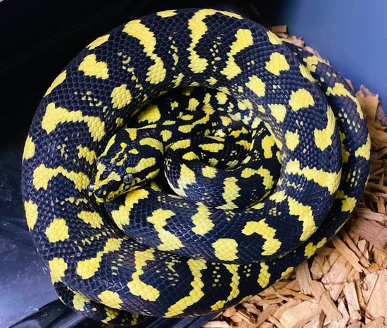TROPHY 2021 Jungle Jungle Carpet Python by BDi Reptiles