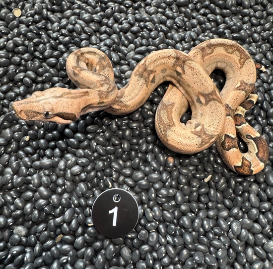 BCI Normal Boa Constrictor by Bryan's Reptiles