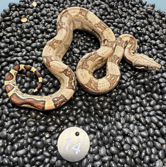 BCI Normal Boa Constrictor by Bryan's Reptiles