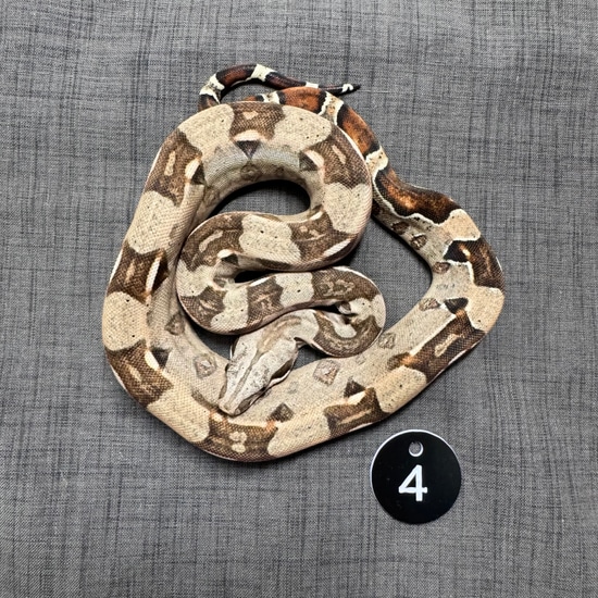 BCI Normal Boa Constrictor by Bryan's Reptiles