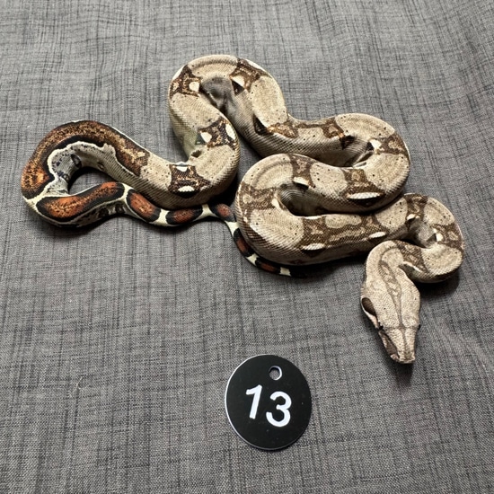 BCI Normal Boa Constrictor by Bryan's Reptiles