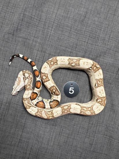 BCI Normal Boa Constrictor by Bryan's Reptiles