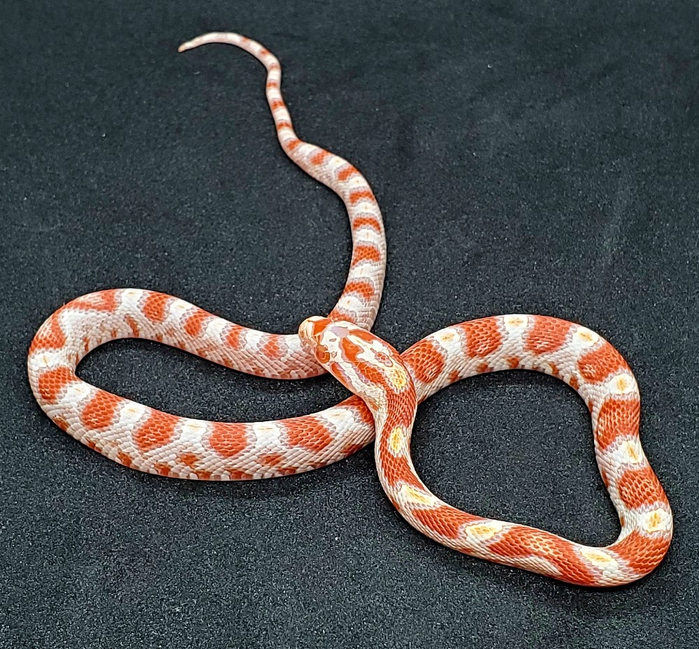Amelanistic Miami Corn Snake by Corn Snaken - MorphMarket
