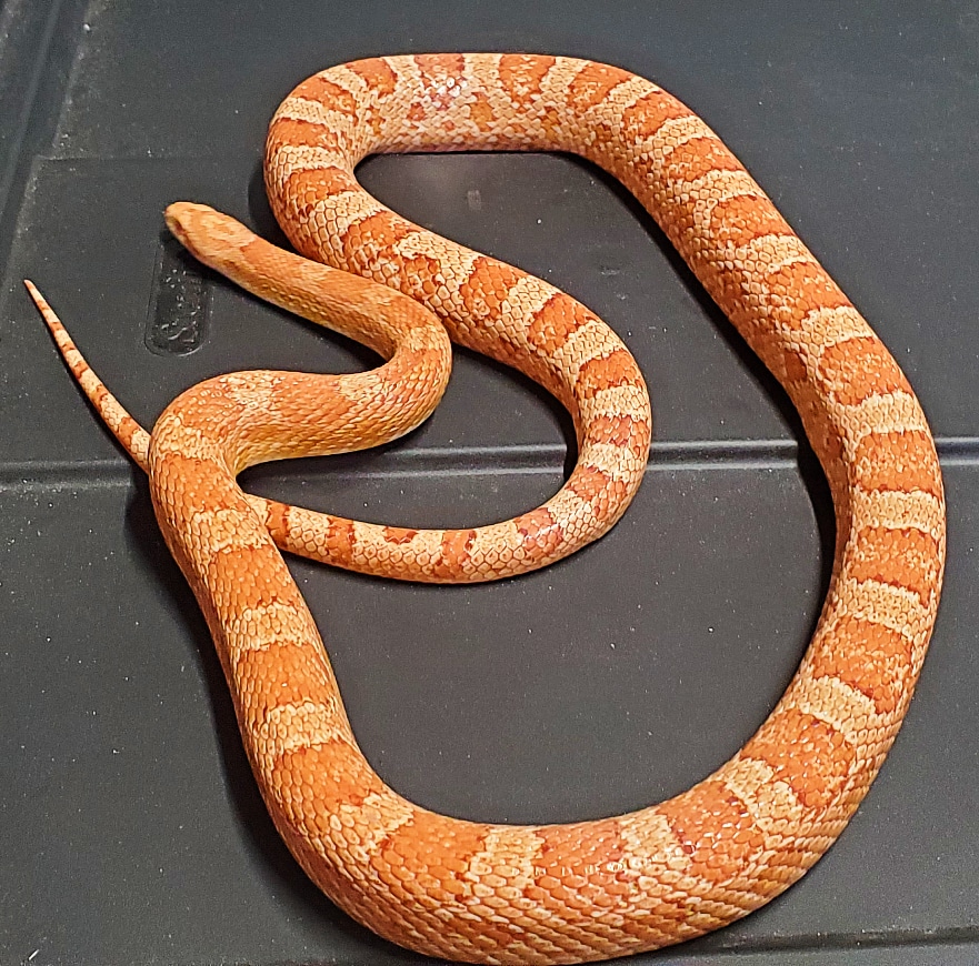 Amelanistic Corn Snake by Corn Snaken - MorphMarket