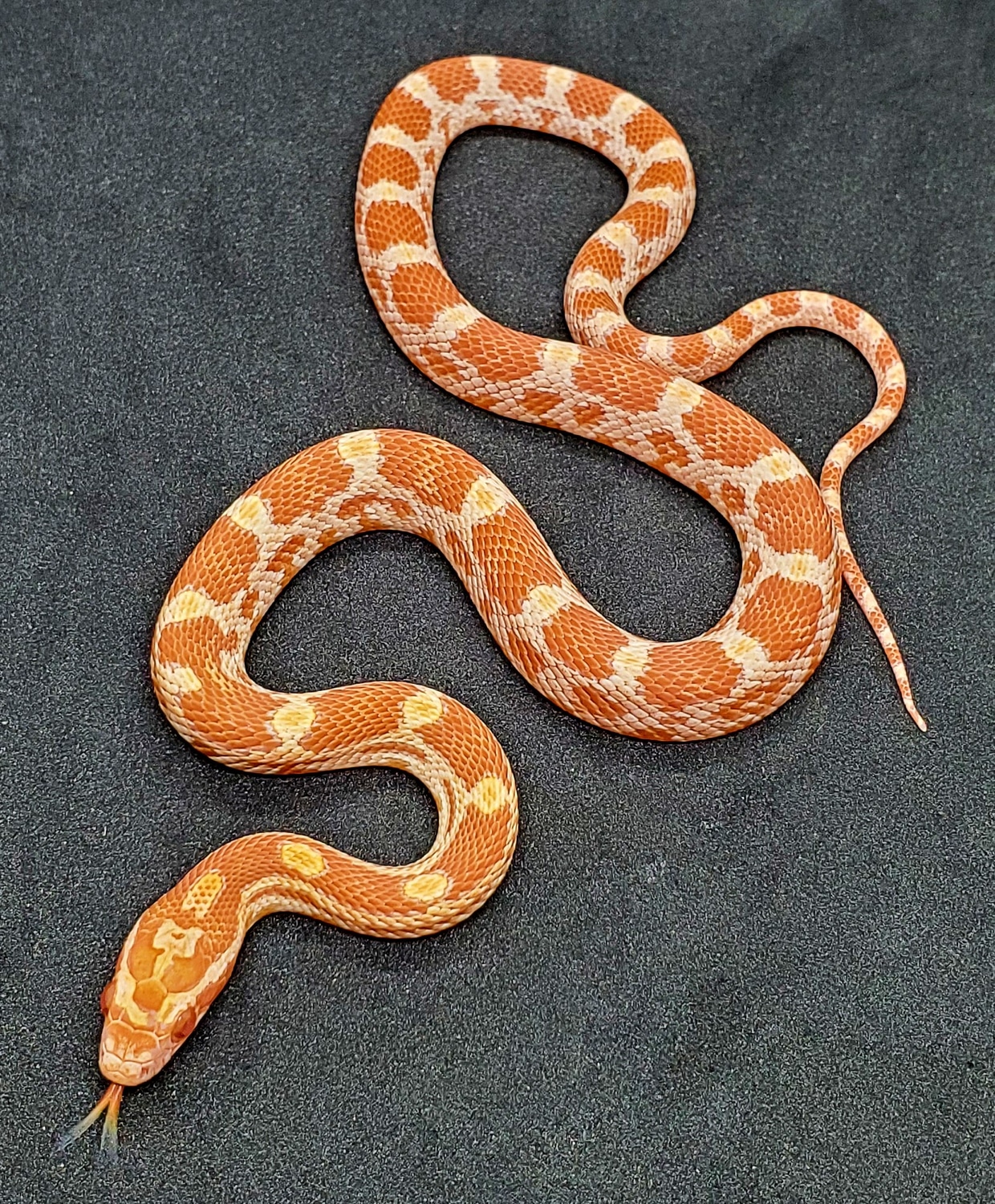 Amelanistic 100% Het Anerythristic 50% Het Strawberry 50% Het Stripe 66 ...