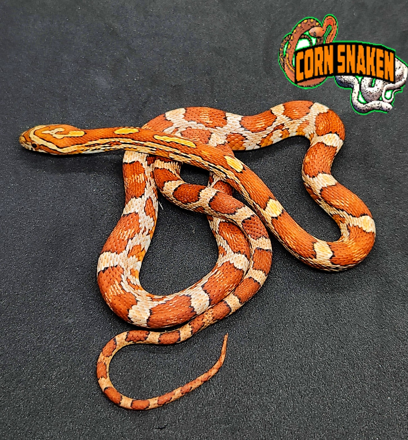 100% Het Anerythristic 50% Het Strawberry 50% Het Stripe 66% Het ...