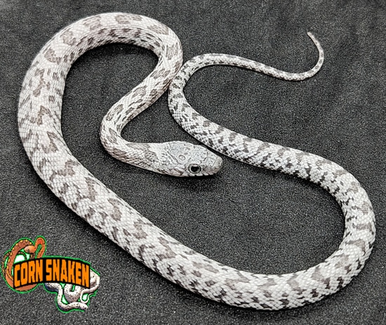 Shatter Het Hypo Corn Snake by Corn Snaken