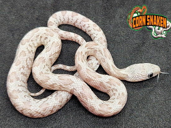 ***Holiday Sale *** Hypo Shatter Corn Snake by Corn Snaken