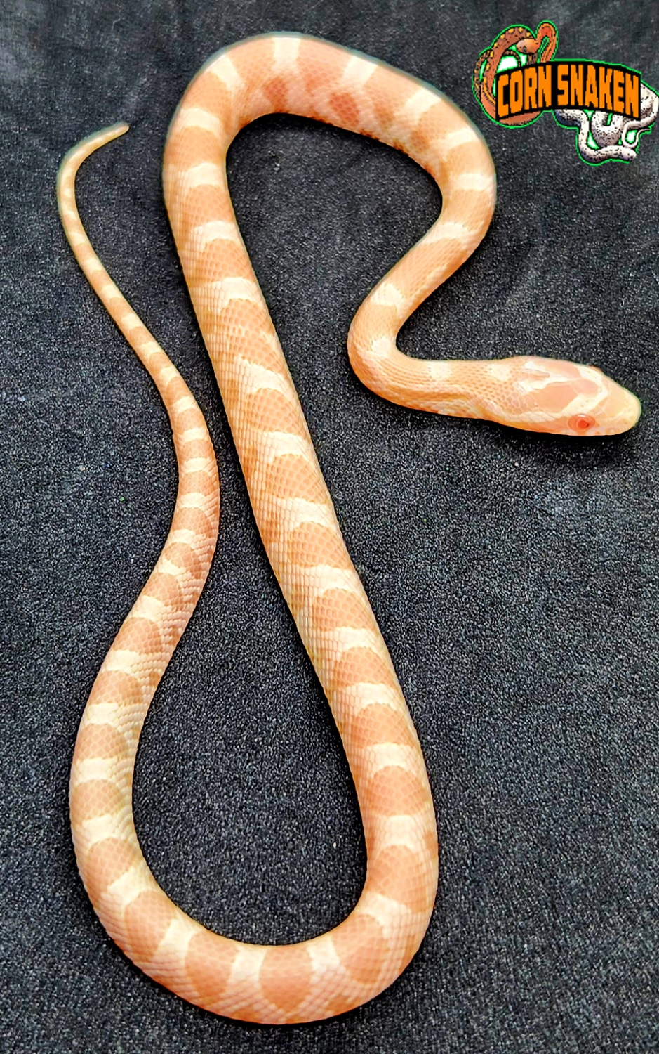 Coral Toffee(Possible Super Toffee) Snow Het Motley/Stripe Corn Snake ...