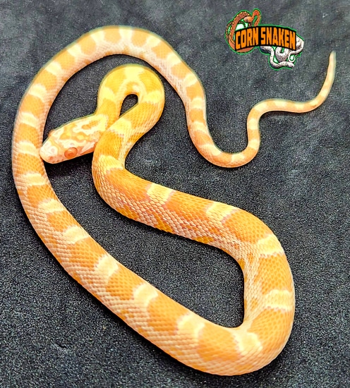 Saffron Het Motley Corn Snake by Corn Snaken