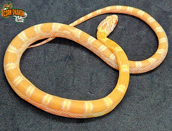 Saffron Het Motley Corn Snake by Corn Snaken