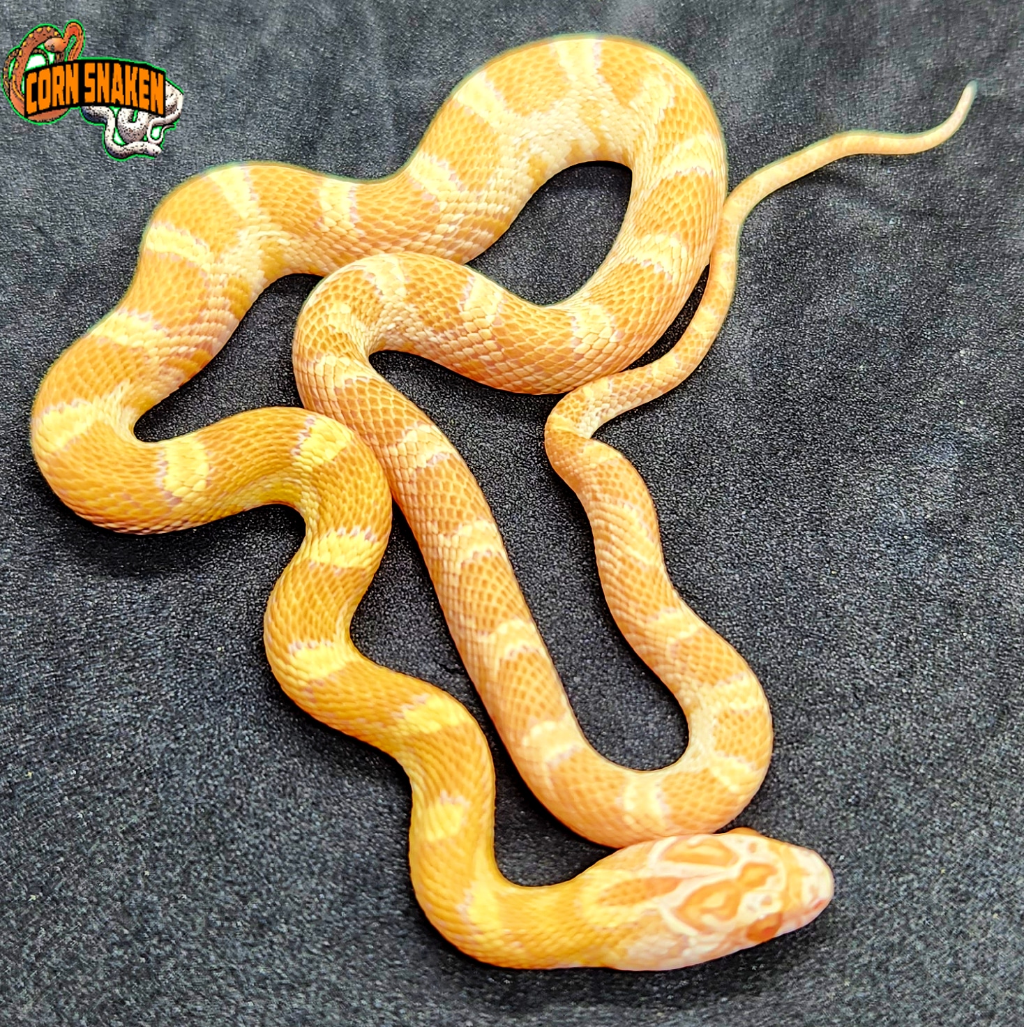 Saffron Het Motley Corn Snake by Corn Snaken - MorphMarket