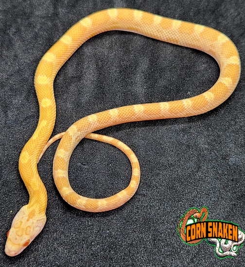 Saffron Motley Corn Snake by Corn Snaken