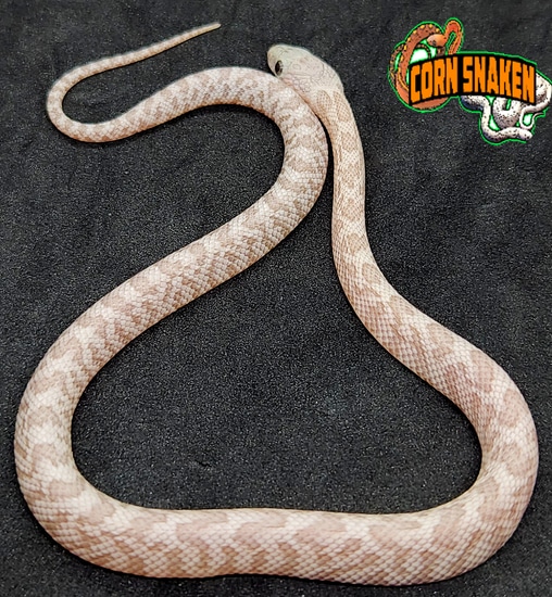 Hypo Shatter Corn Snake by Corn Snaken
