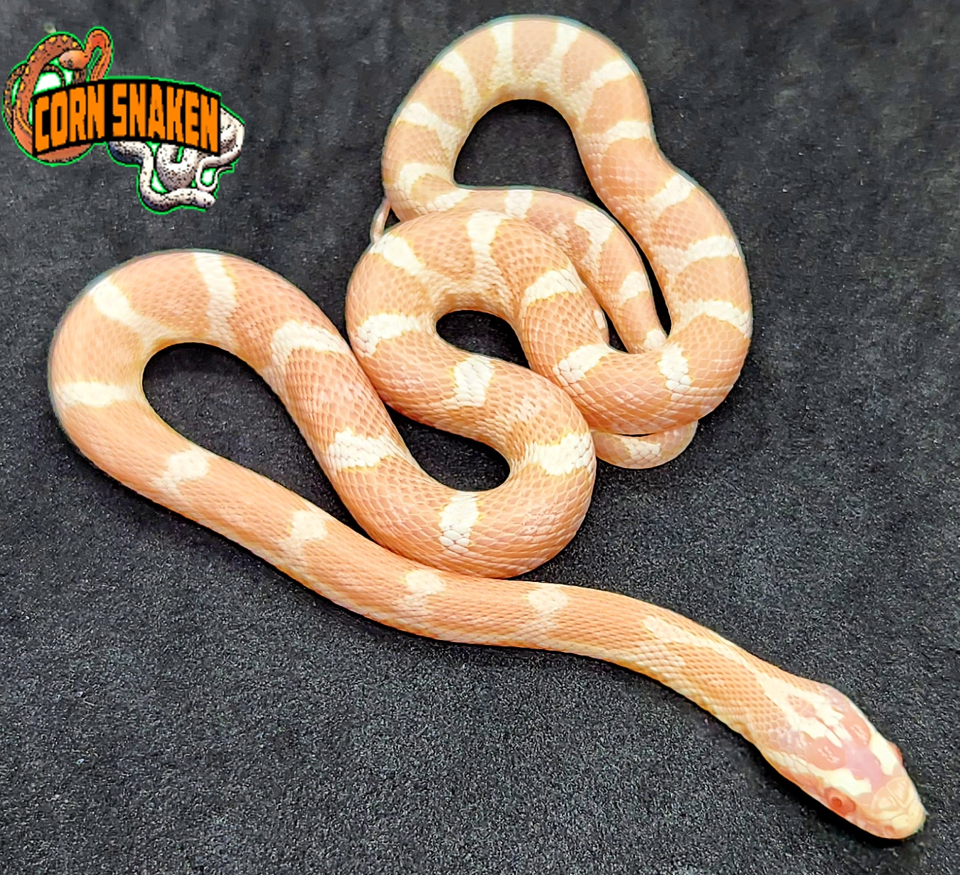 Snow 100% Het Motley 50% Het Strawberry 66% Het Scaleless Corn Snake by ...