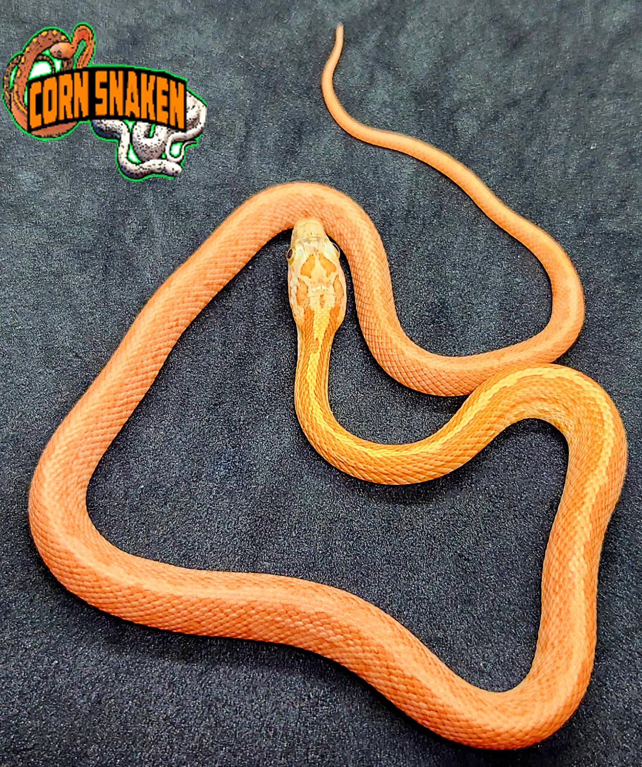 Hypo Terrazzo Corn Snake by Corn Snaken - MorphMarket