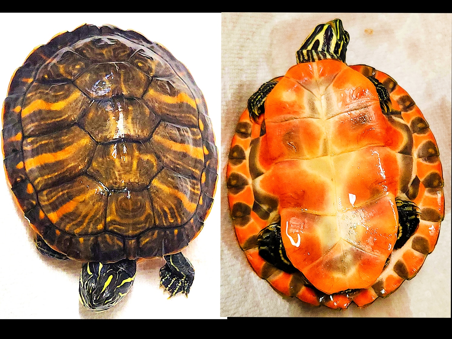 Northern Red-Bellied Cooter Turtle by Corn Snaken - MorphMarket