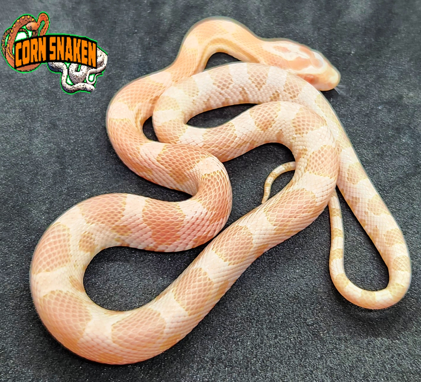 Coral Toffee (Possible Super Toffee) Snow Halo Het Motley/Stripe Corn ...