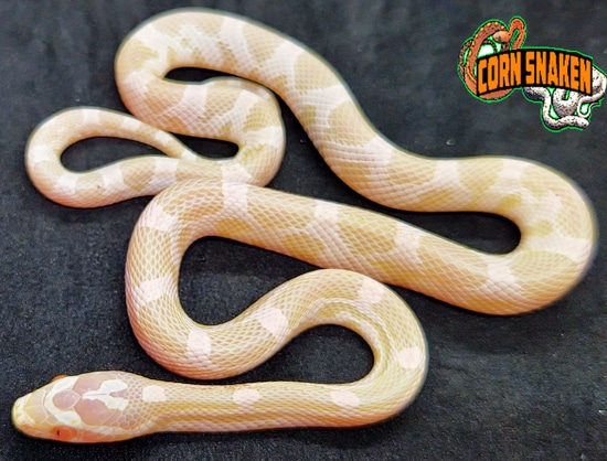 Coral Toffee (Possible Super Toffee) Snow Halo Het Motley/Stripe Corn ...