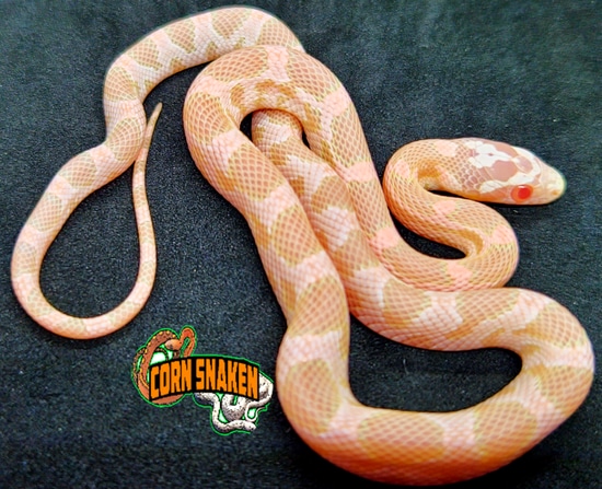 Super Coral Toffee (Possible Super Toffee) Snow Halo Het Motley/Stripe ...