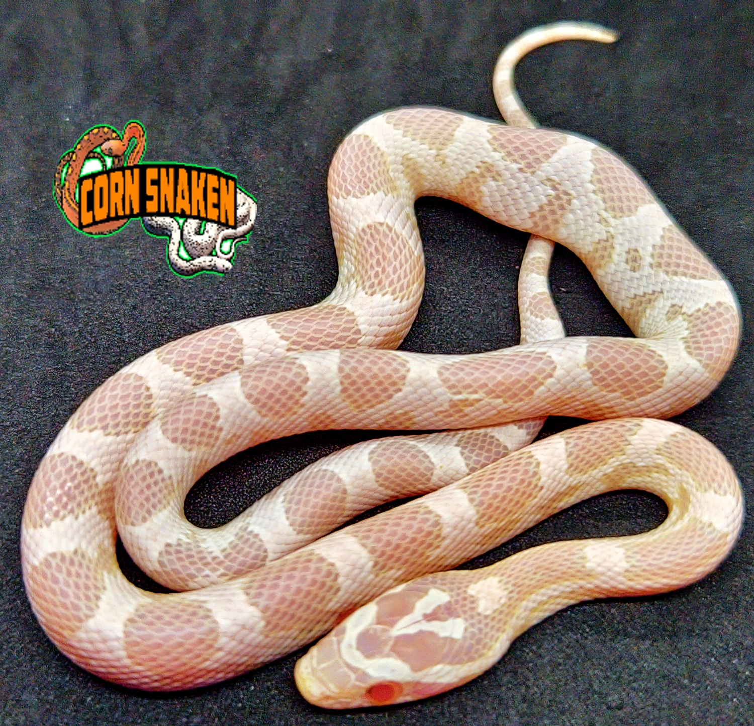 Coral Toffee (Possible Super Toffee) Snow Halo Het Motley/Stripe Corn ...