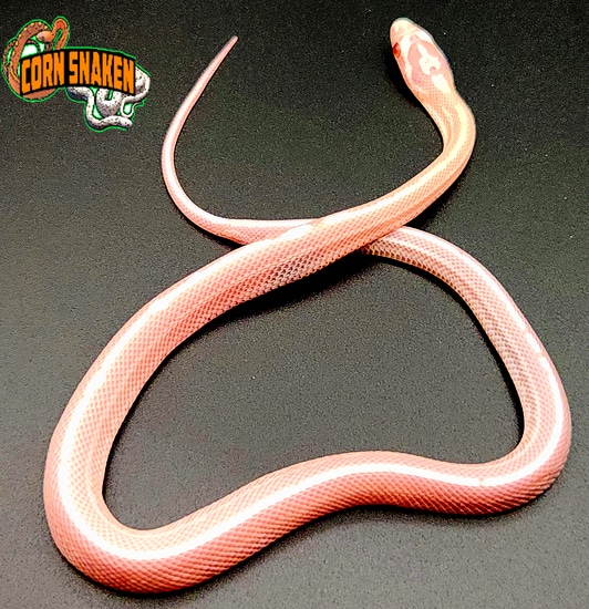 Mimosa Super Red Factor Snow Tessera (Possible Super Tessera) Corn ...