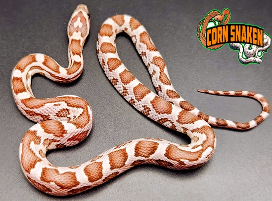 2023 Specter/Heliconia (Red Factor Or Super Red Factor) Anery Ghost Corn Snake by Corn Snaken