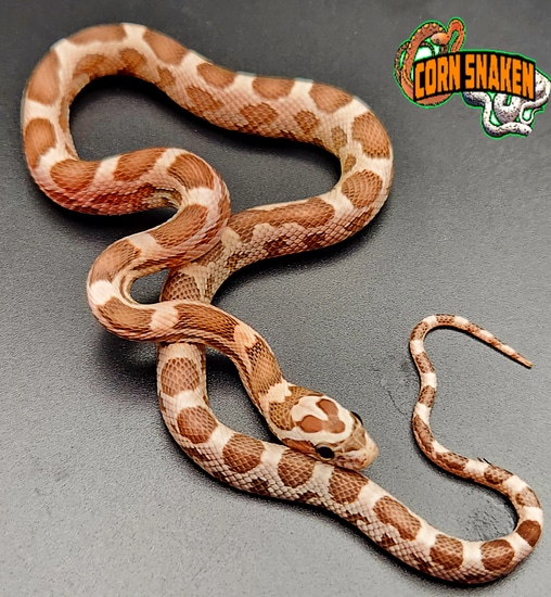 2023 Specter/Heliconia (Red Factor Or Super Red Factor) Anery Ghost Corn Snake by Corn Snaken