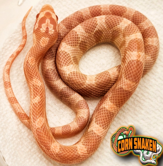 Coral Toffee Snow Halo Het Motley/Stripe (Possible Super Toffee) Corn ...