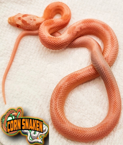 Coral Toffee Snow Halo Motley/Stripe (Possible Super Toffee) Corn Snake ...
