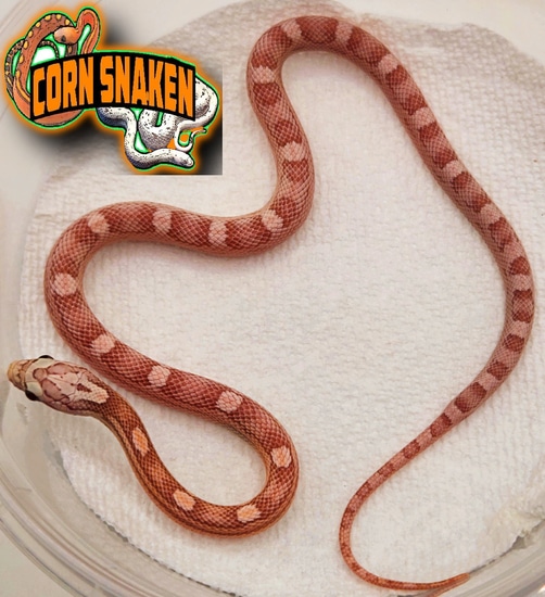 Mimosa Red Factor Ghost Ultramel Motley Corn Snake by Corn Snaken