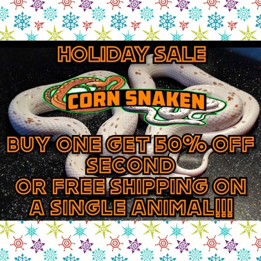 Hypo Shatter Corn Snake by Corn Snaken